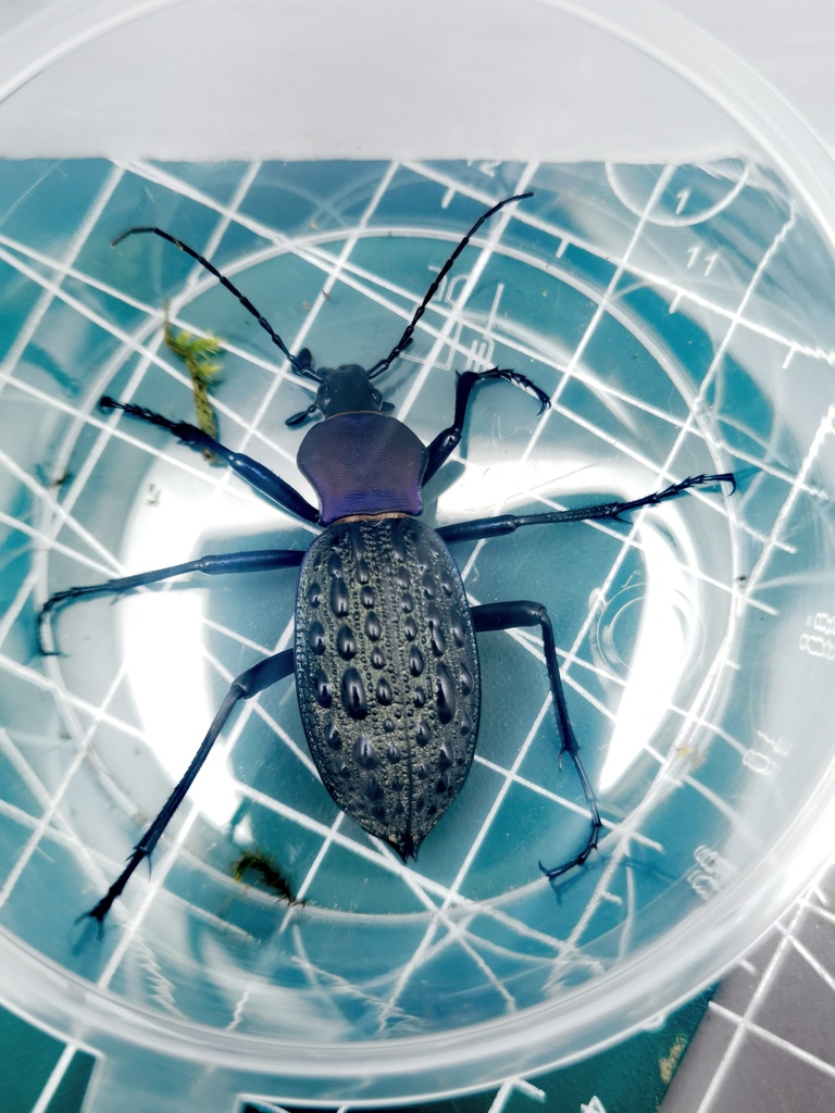 Carabus pustulifer from 中国重庆市涪陵区 on June 19, 2024 at 09:17 PM by aji816 ...
