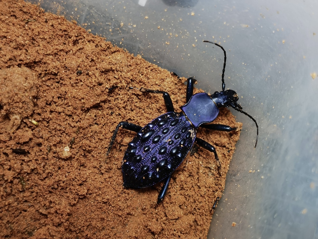 Carabus pustulifer in May 2024 by 老鸡 · iNaturalist