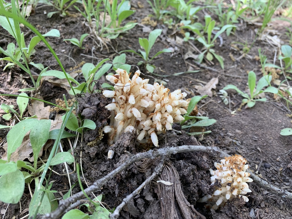 alpine cancer-root from 85935, Pinetop, AZ, US on June 17, 2019 at 01: ...