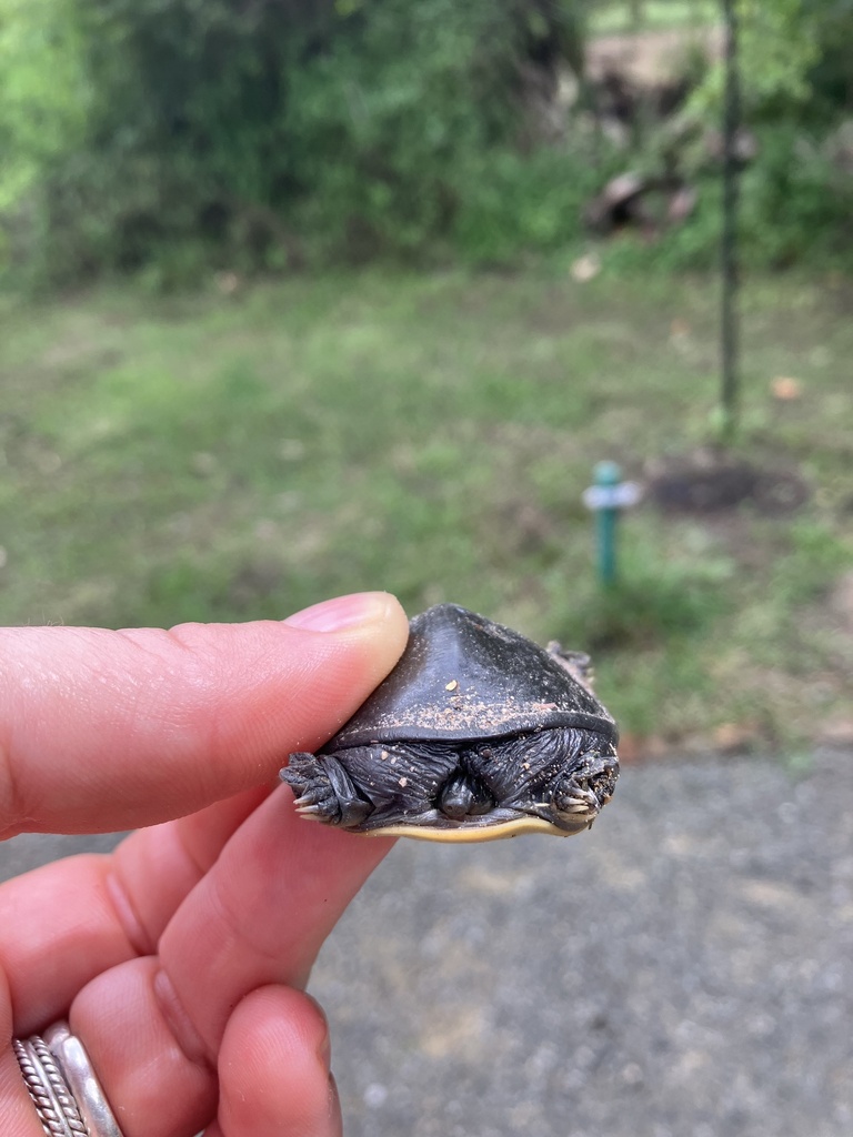 Sri Lankan Flapshell Turtle in August 2024 by Dr Tempe Adams · iNaturalist
