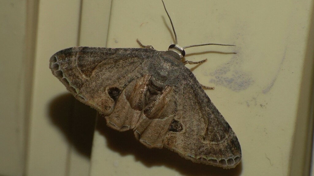 Phazaca theclata from Bilkeshwar Colony, Haridwar, Uttarakhand 249401 ...