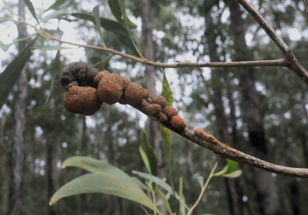 wattle gall rusts from Barcoongere NSW 2460, Australia on August 22 ...