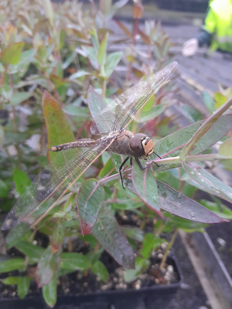 Australian Emperor from Hamilton VIC 3300, Australia on August 19, 2024 ...