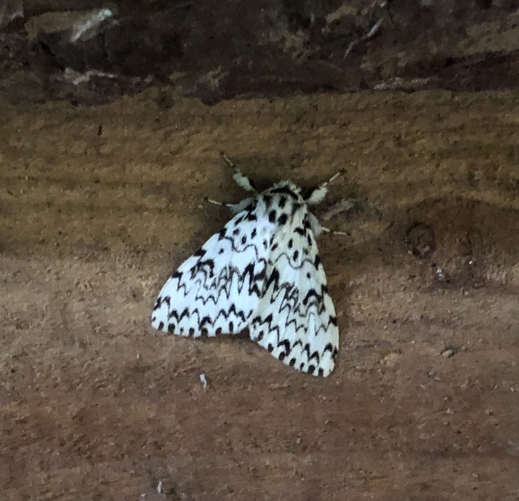 Black Arches from Ash, Martock, England, GB on August 22, 2024 at 02:09 ...