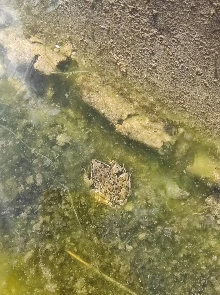 Taurus Frog from Aksu, TR-IP, TR on August 23, 2024 at 12:21 PM by Umut ...