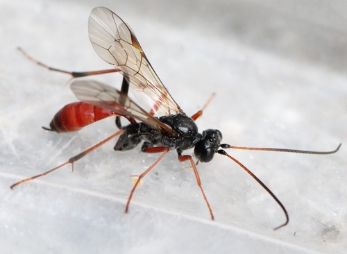 Genus Sympherta · iNaturalist