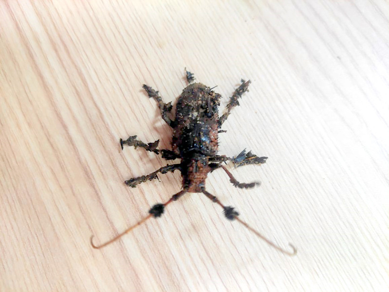 Freney's Longhorn-beetle from Vientiane, Laos on August 23, 2024 at 05: ...
