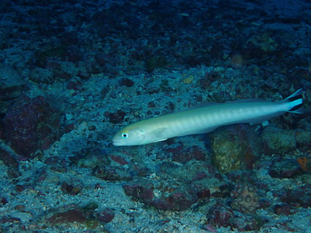 Flagtail Blanquillo from Manuelita Profundo, Isla del Coco on June 28 ...