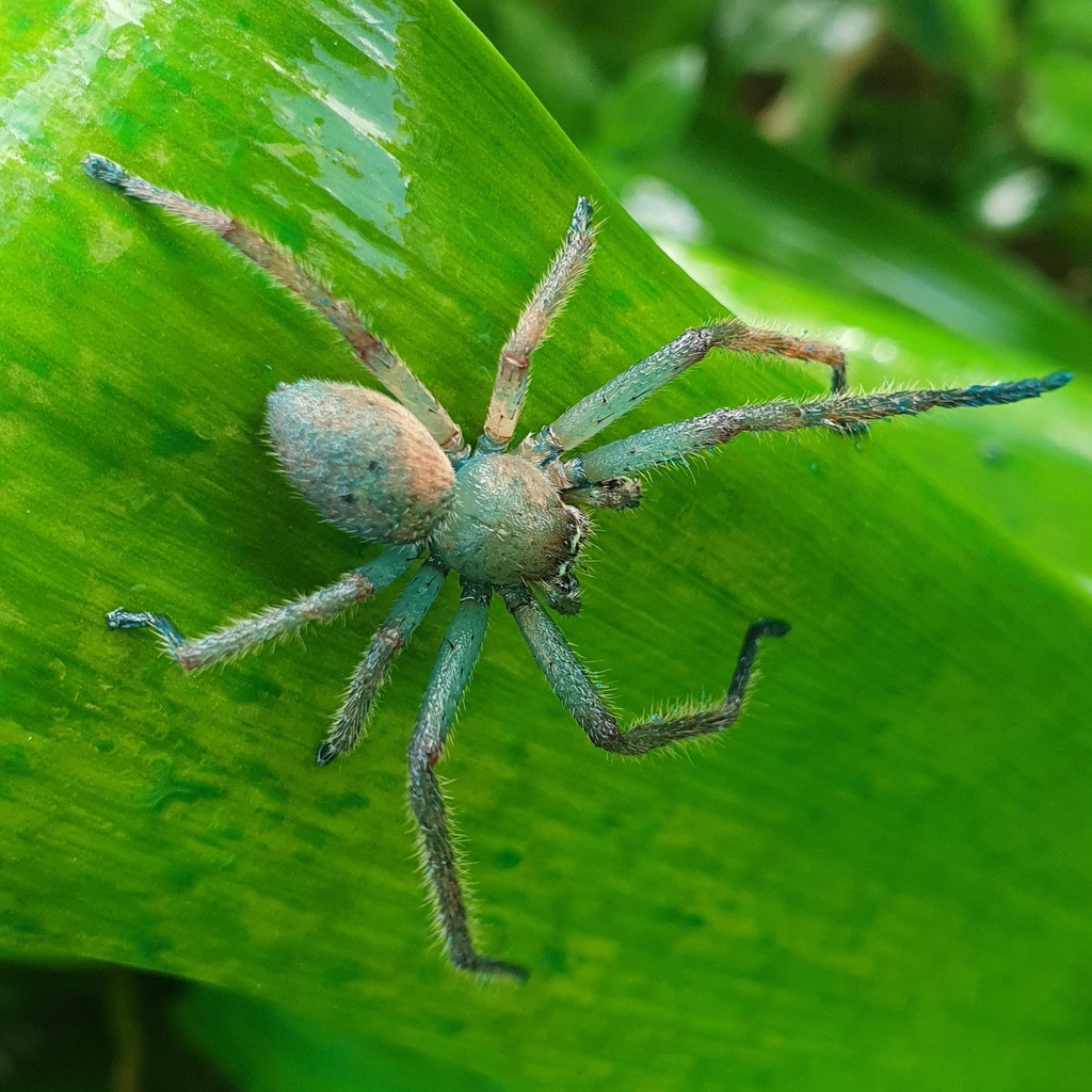 Badge Huntsman Spider from Culburra Beach - Orient Point NSW 2540 ...