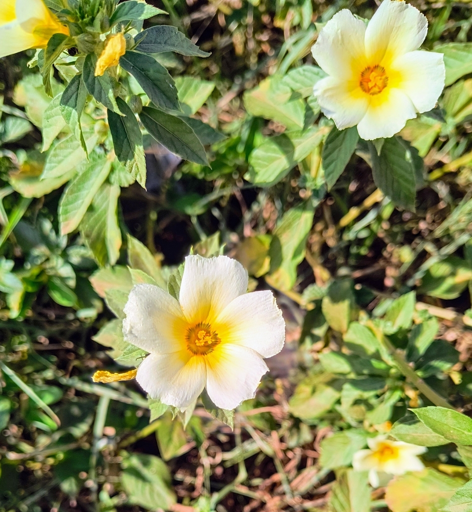 Cuban Buttercup from Villiyar colony, Thervoy Kandigai, Tamil Nadu ...
