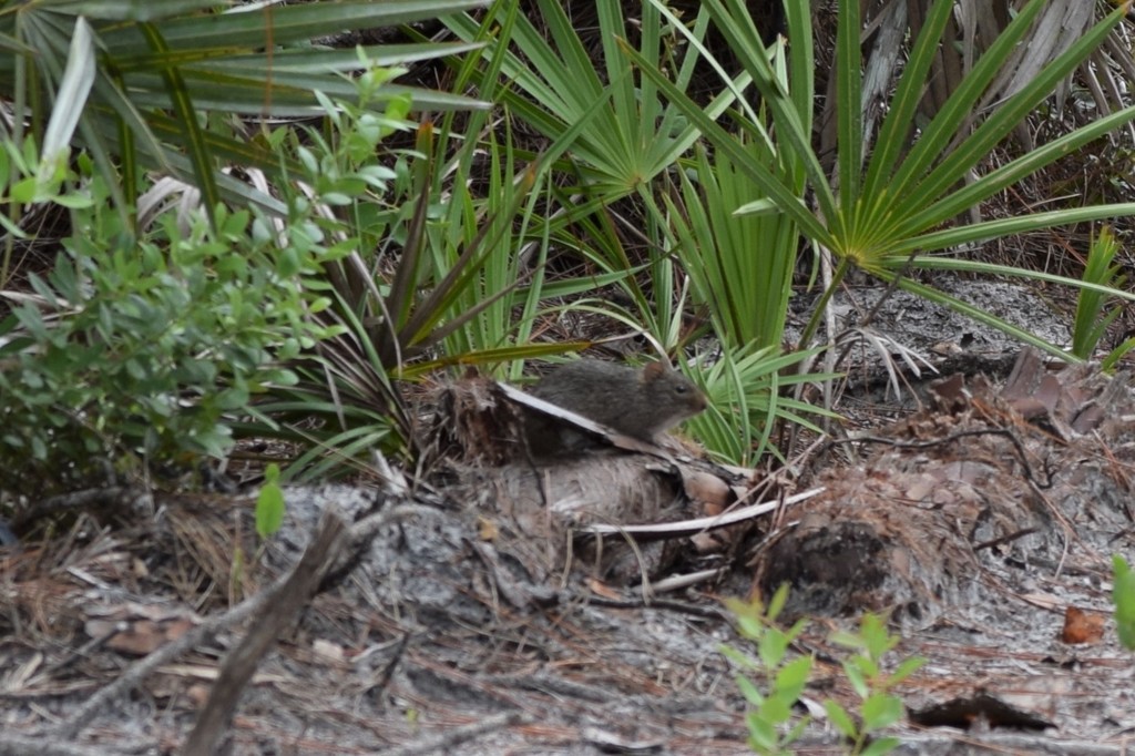 Hispid Cotton Rat in June 2019 by Trish · iNaturalist