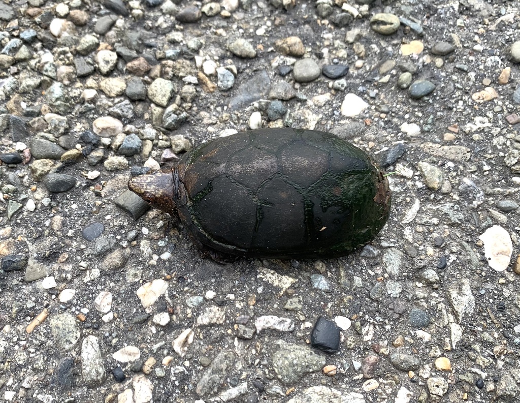 Tabasco Mud Turtle from Marqués de Comillas, Chis., MX on August 11 ...