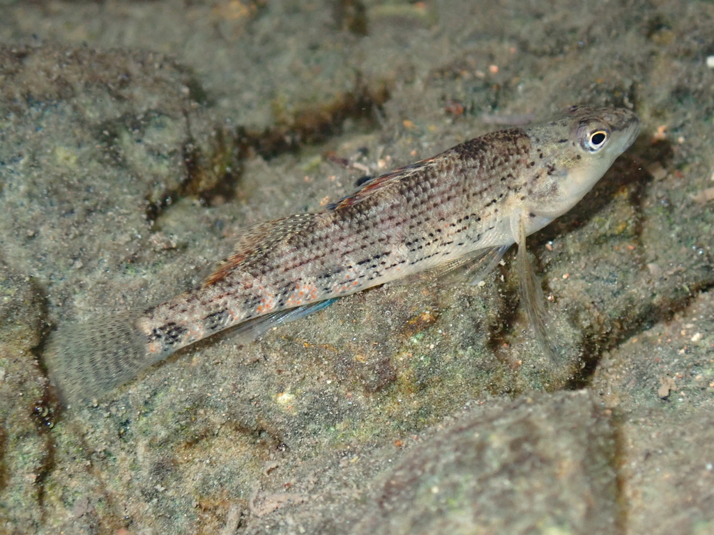 Plateau Darter from Mike's Creek (SR) McDonald County, MO, USA on 18 ...