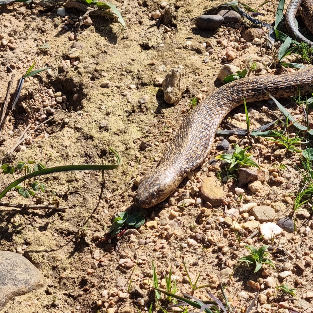 Cape Cobra from Witzenberg Local Municipality, South Africa on August ...