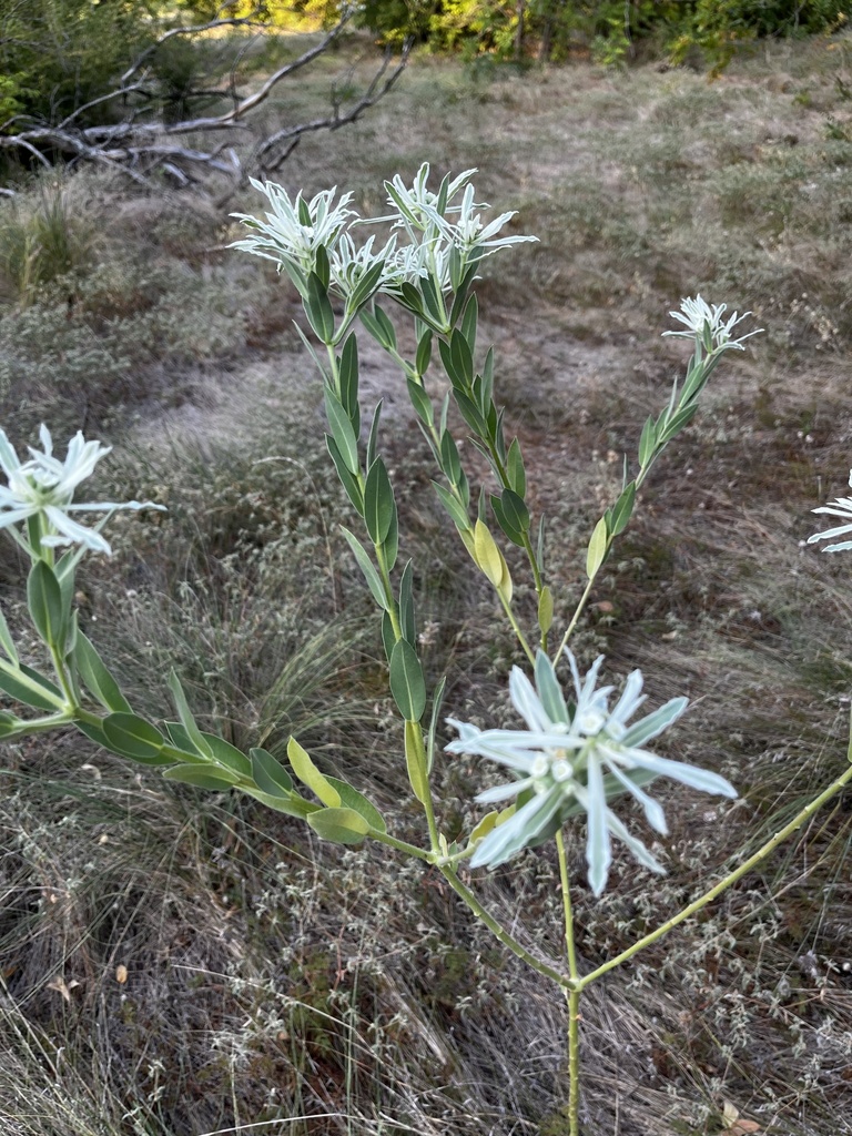 snow-on-the-prairie from Arbor Hills Nature Preserve, Plano, TX, US on ...