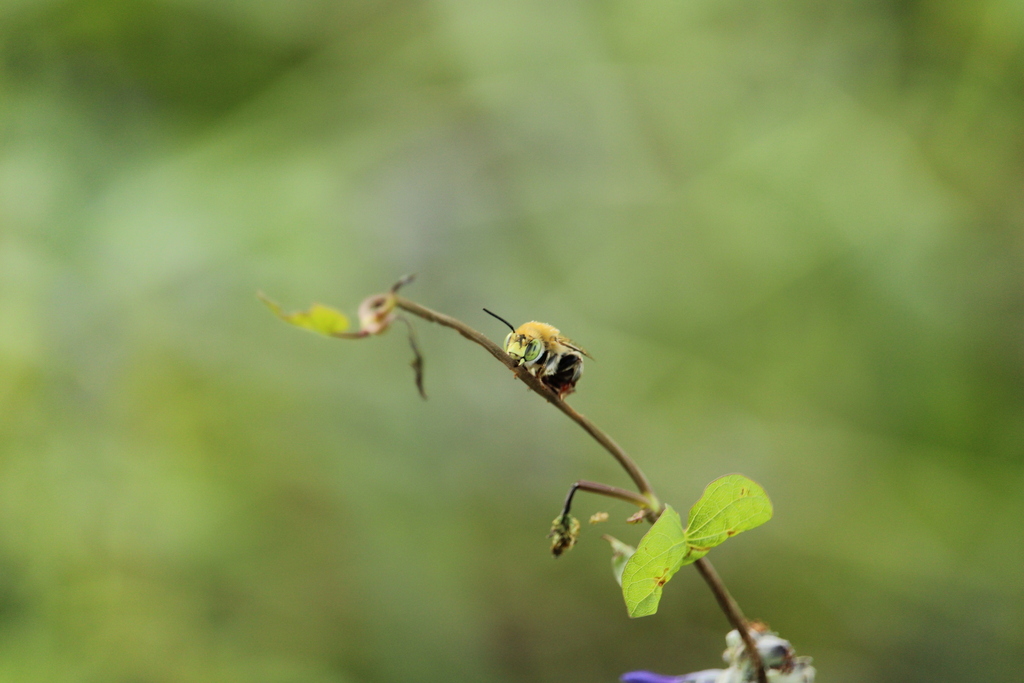 Digger Bees from Kyle, TX, USA on August 21, 2024 at 07:56 AM by John ...