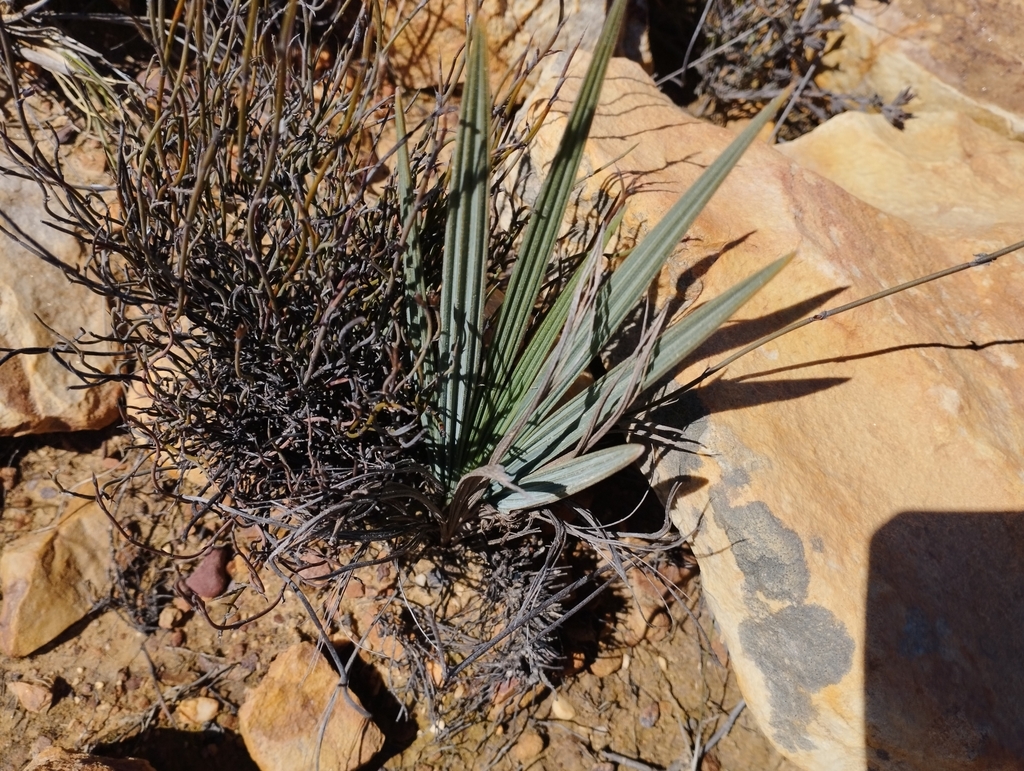 Baboon Root from Laingsburg Municipality, South Africa on August 22 ...