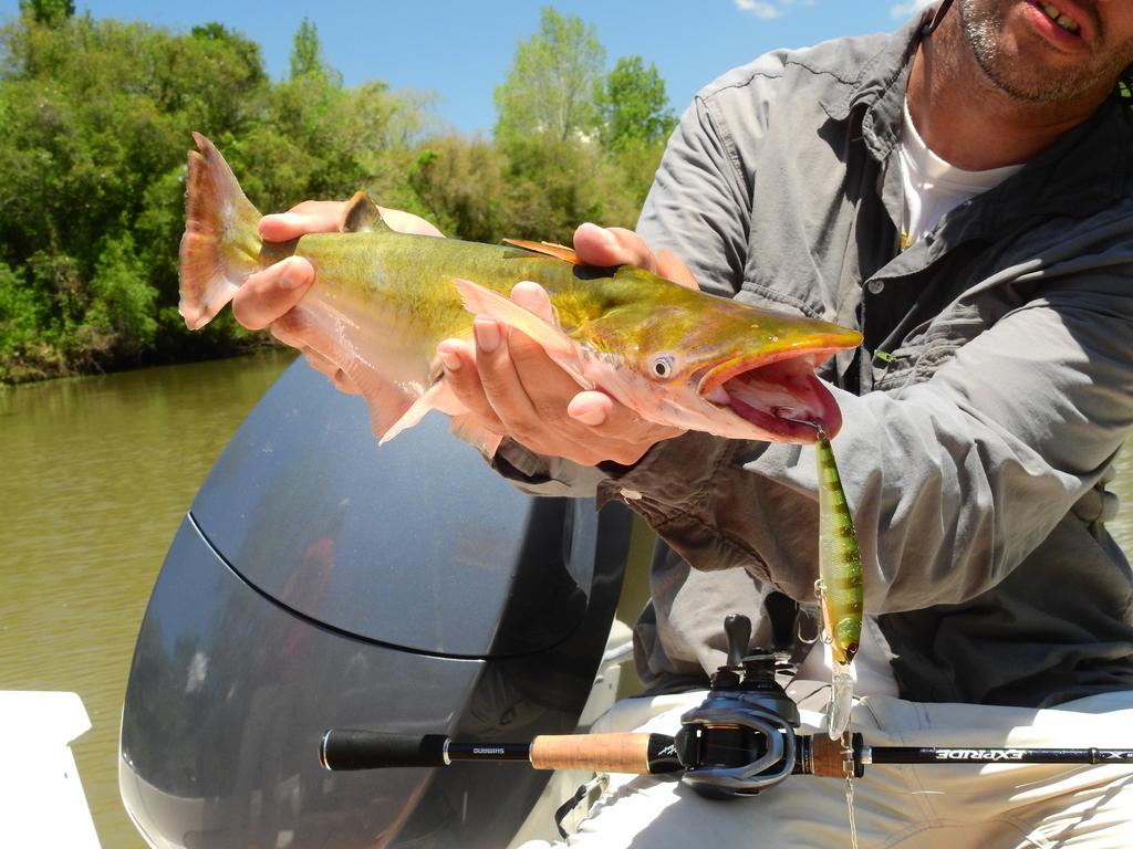 Boca de sapo (Peces de Trinidad) · iNaturalist