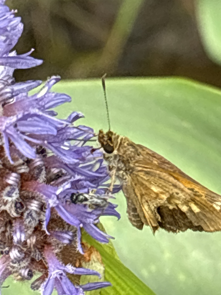 Skippers from N Muddy Creek Rd, Virginia Beach, VA, US on August 23 ...