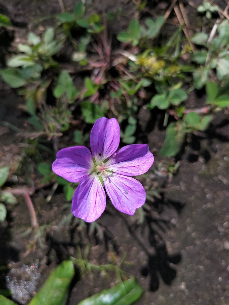 geraniums and cranesbills from San Pablo Oztotepec, San Miguel, San ...