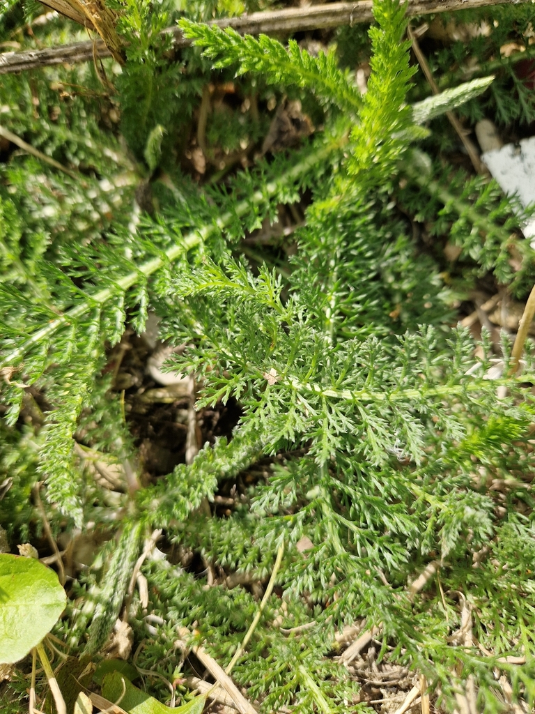 common yarrow from Heckmondwike, UK on August 23, 2024 at 04:29 PM by ...
