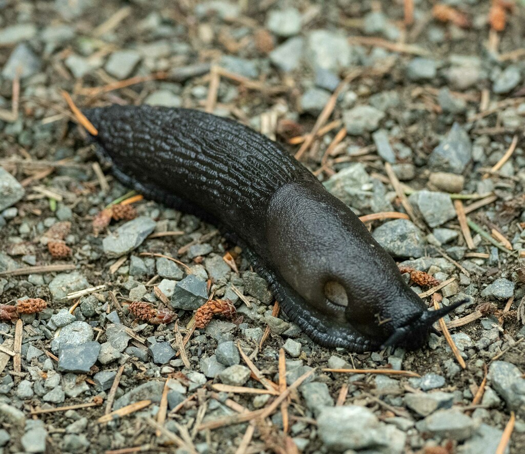 Arion Slugs from Langley Twp, BC, Canada on August 21, 2024 at 12:54 PM ...