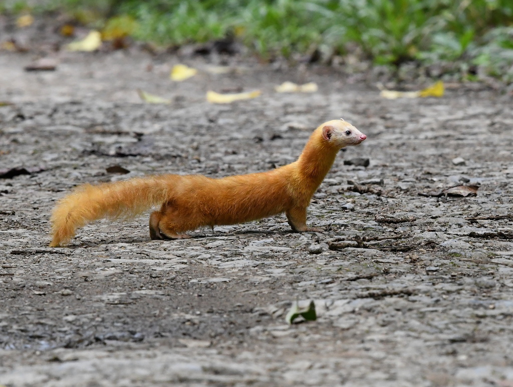 Malay Weasel from Padangbesa, Sadao District, Songkhla, Thailand on ...