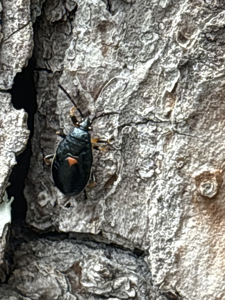 Winged and Once-winged Insects from CR-225, Gainesville, FL, US on ...