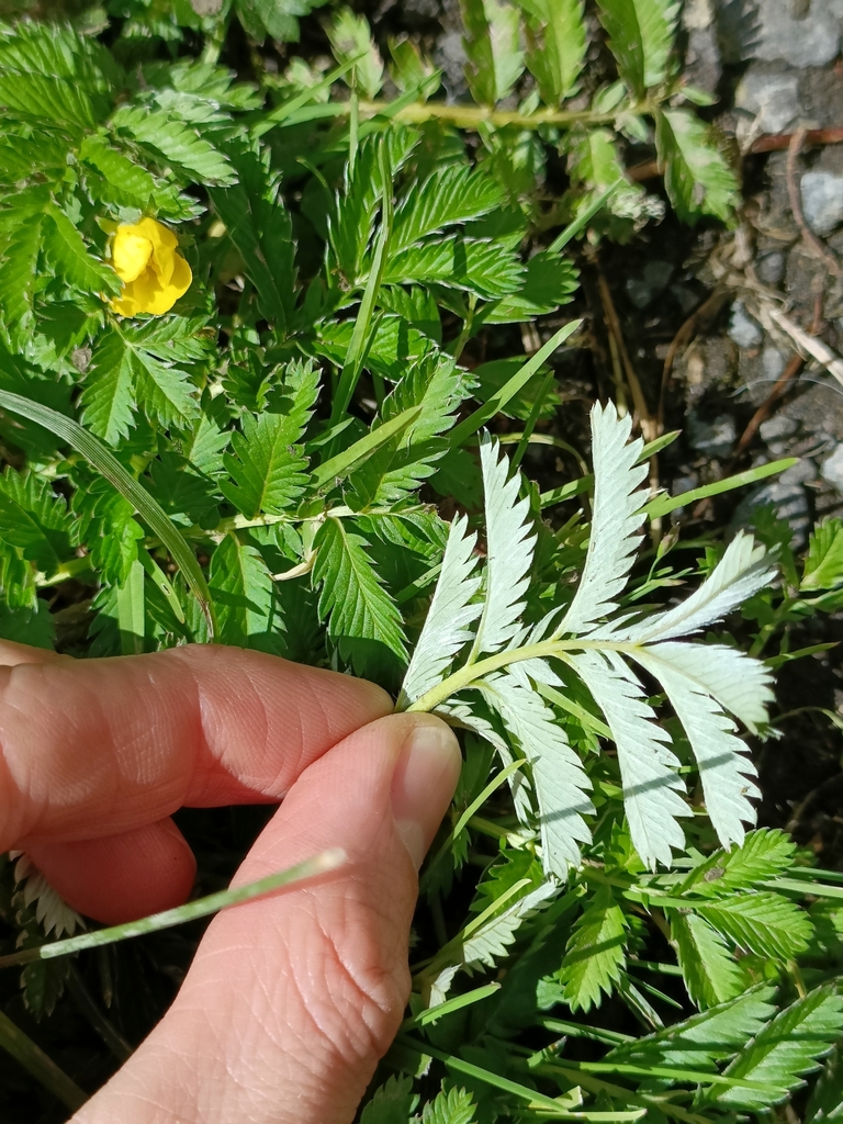 common silverweed from Morpeth NE65 7BX, UK on August 23, 2024 at 11:35 ...