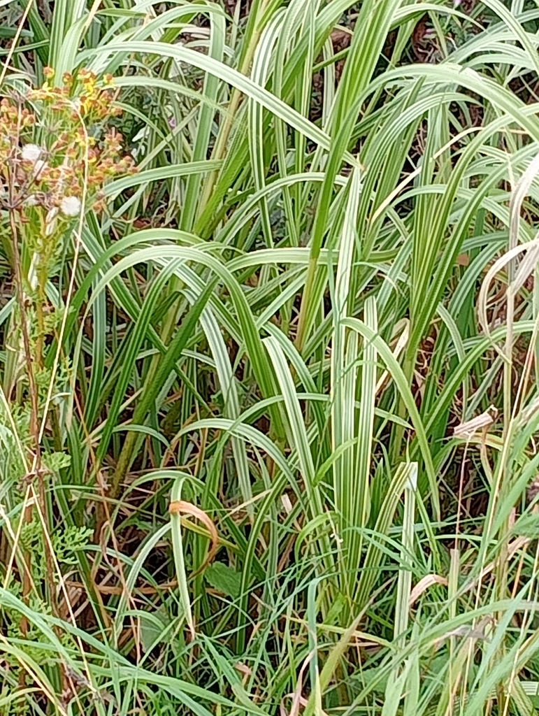 reed meadowgrass from York YO23 2BB, UK on August 23, 2024 at 05:29 PM ...