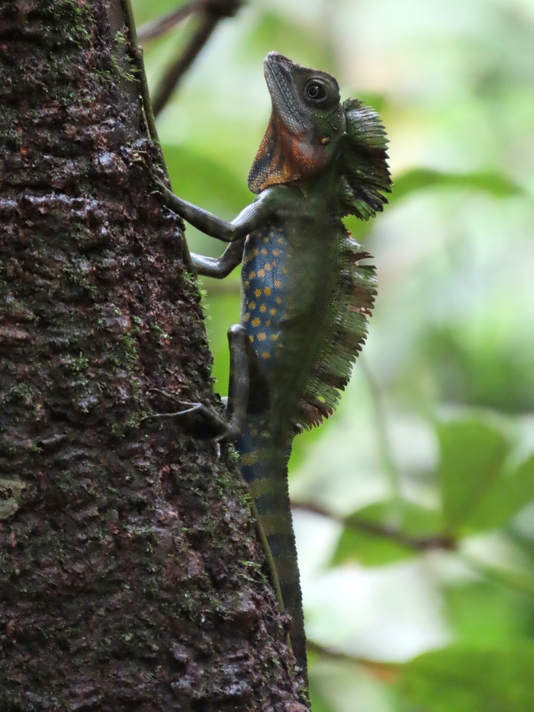 Malayan Crested Lizard from Sungai Congkak Recreational Forest, Batu 20 ...
