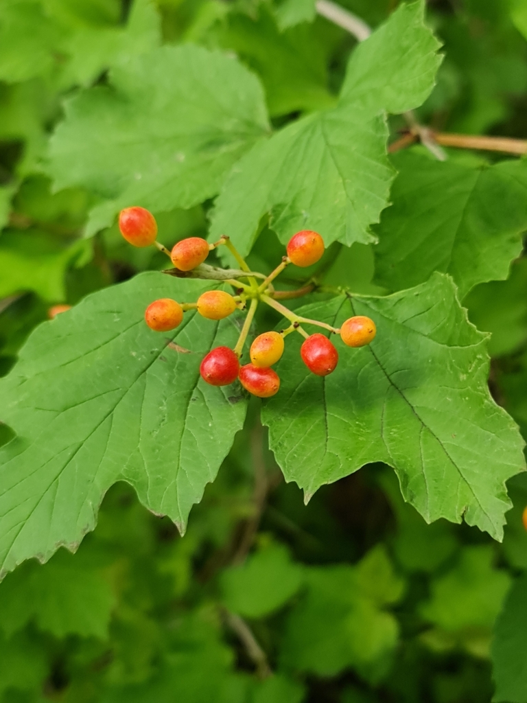 guelder-rose from Buxton SK17, UK on August 22, 2024 at 05:33 PM by ...