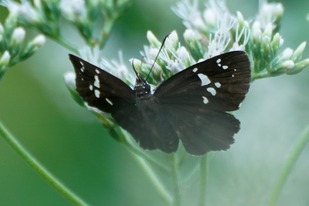White-banded Flat from 鶴牧西公園 on August 23, 2024 at 04:13 PM by WATANABE ...