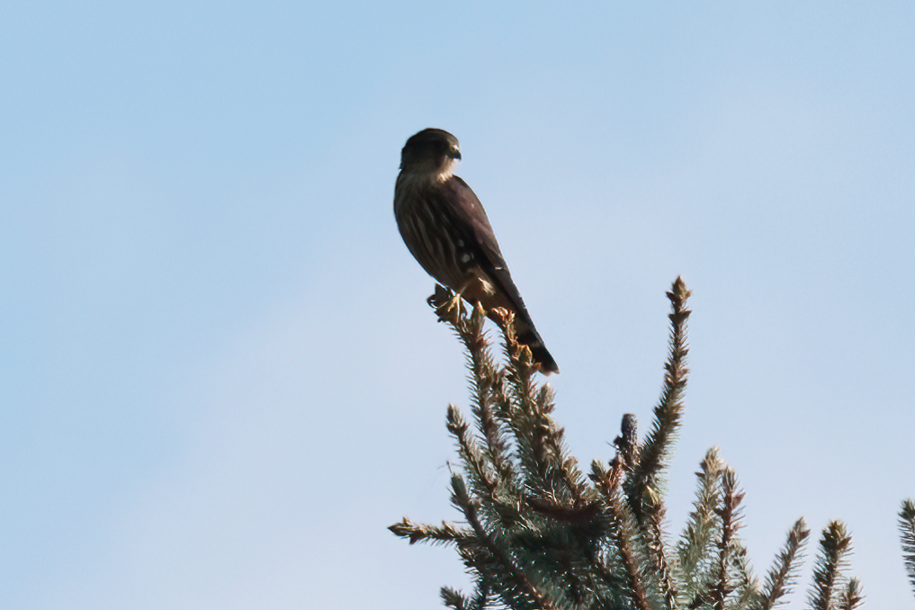 Merlin from Dorval, QC, Canada - Champ des monarque on August 23, 2024 ...