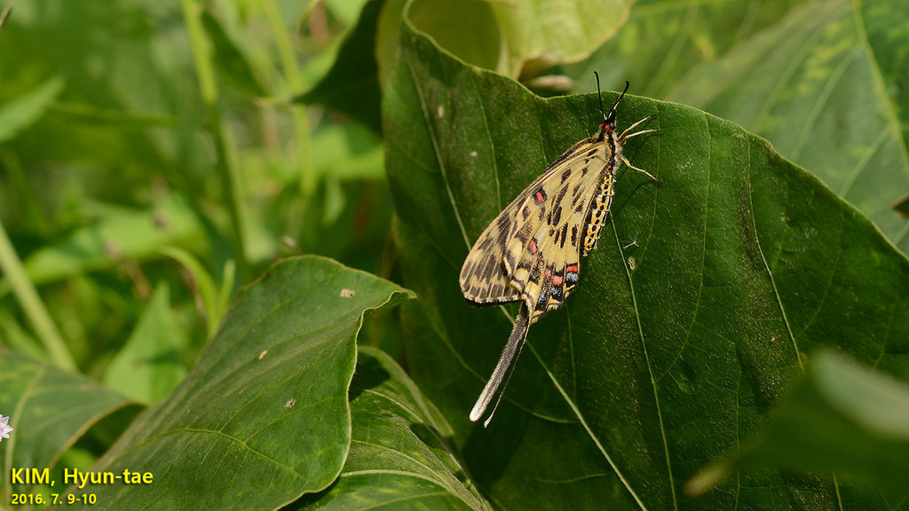Dragon Swallowtail from Okcheon, KR-GB, KR on July 9, 2016 by Kim, Hyun ...
