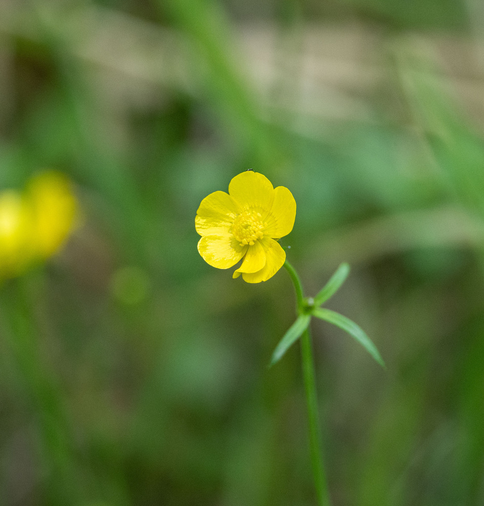 meadow buttercup from Langley Twp, BC, Canada on August 21, 2024 at 01: ...