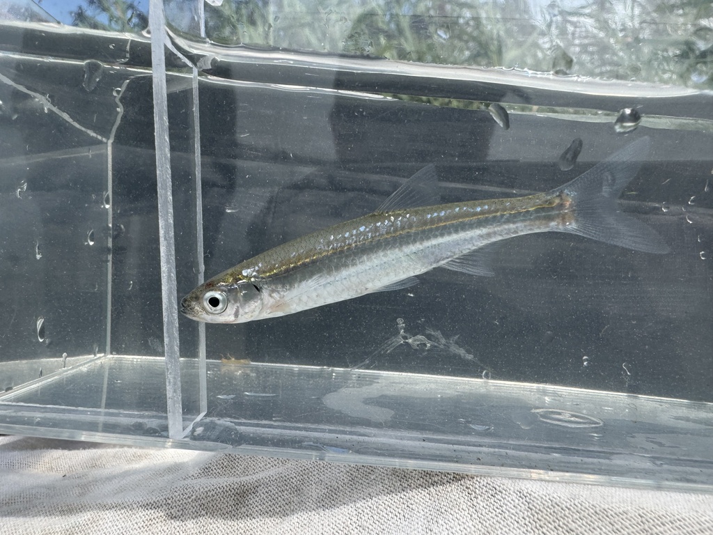 Emerald Shiner from St Clair Pky, St. Clair, ON, CA on August 23, 2024 ...