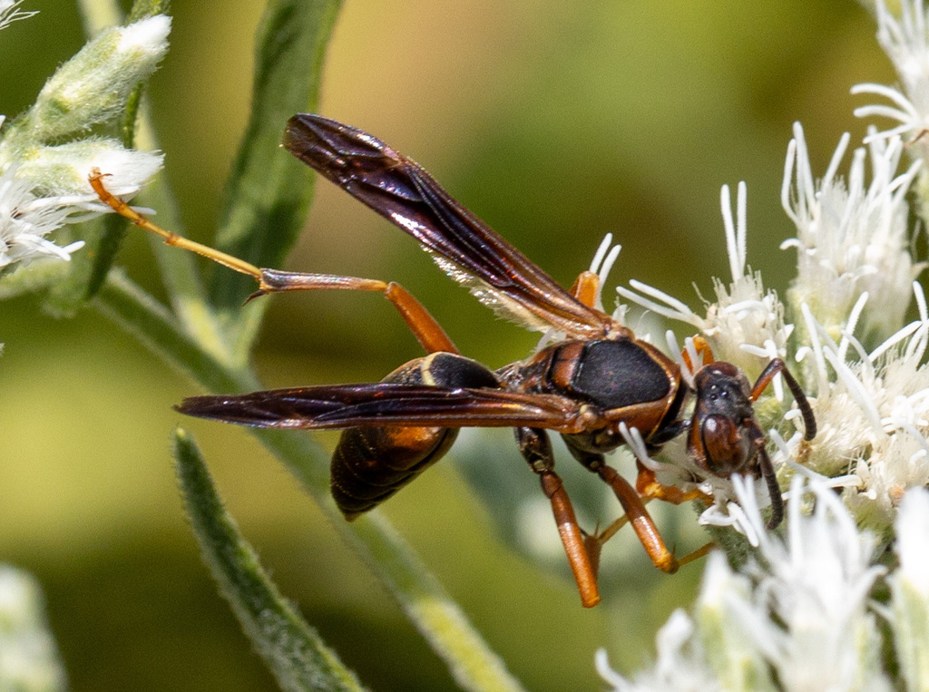 Northern Paper Wasp from Montgomery County, OH, USA on August 22, 2024 ...