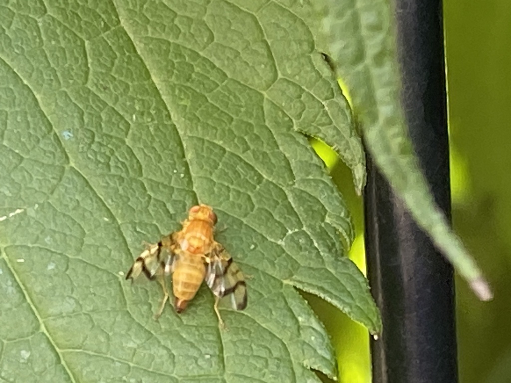 Rose Hip Fly from Murray Ave, Winnipeg, MB, CA on August 23, 2024 at 01 ...