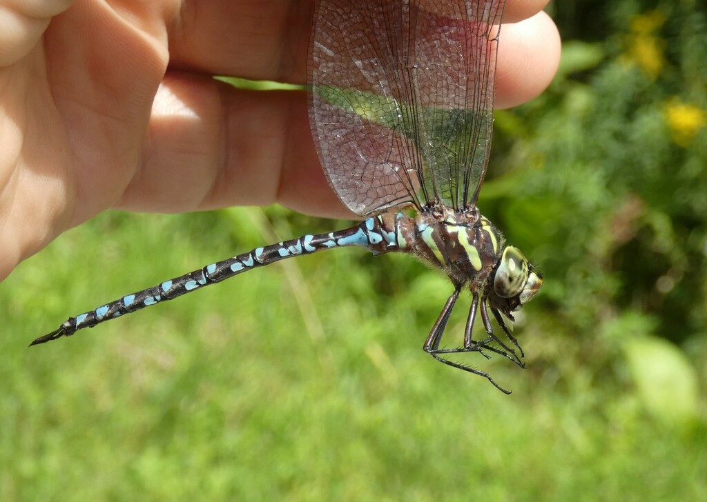 Green-striped Darner from Murphy Road, Lennox and Addington County, ON ...
