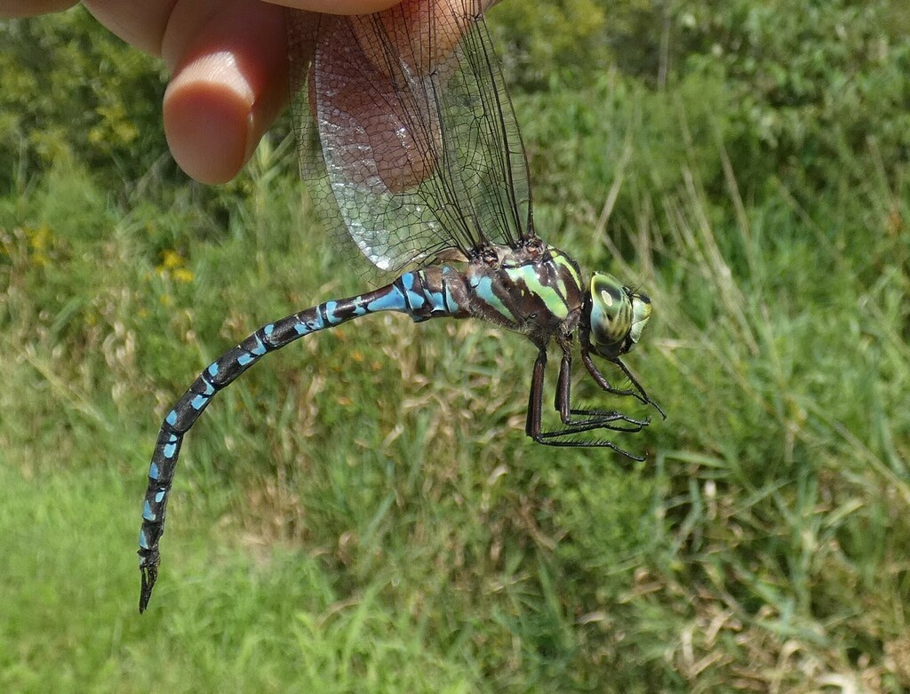Green-striped Darner from Murphy Road, Lennox and Addington County, ON ...