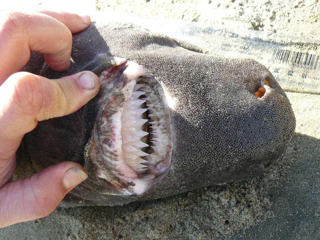 Kitefin Sharks (Dalatiidae) - Marine Life Identification