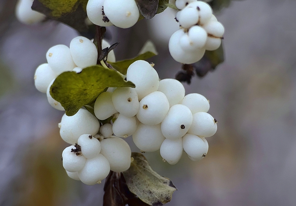 Common Snowberry (Plants of the Clifford Duncan Ute Learning Garden ...