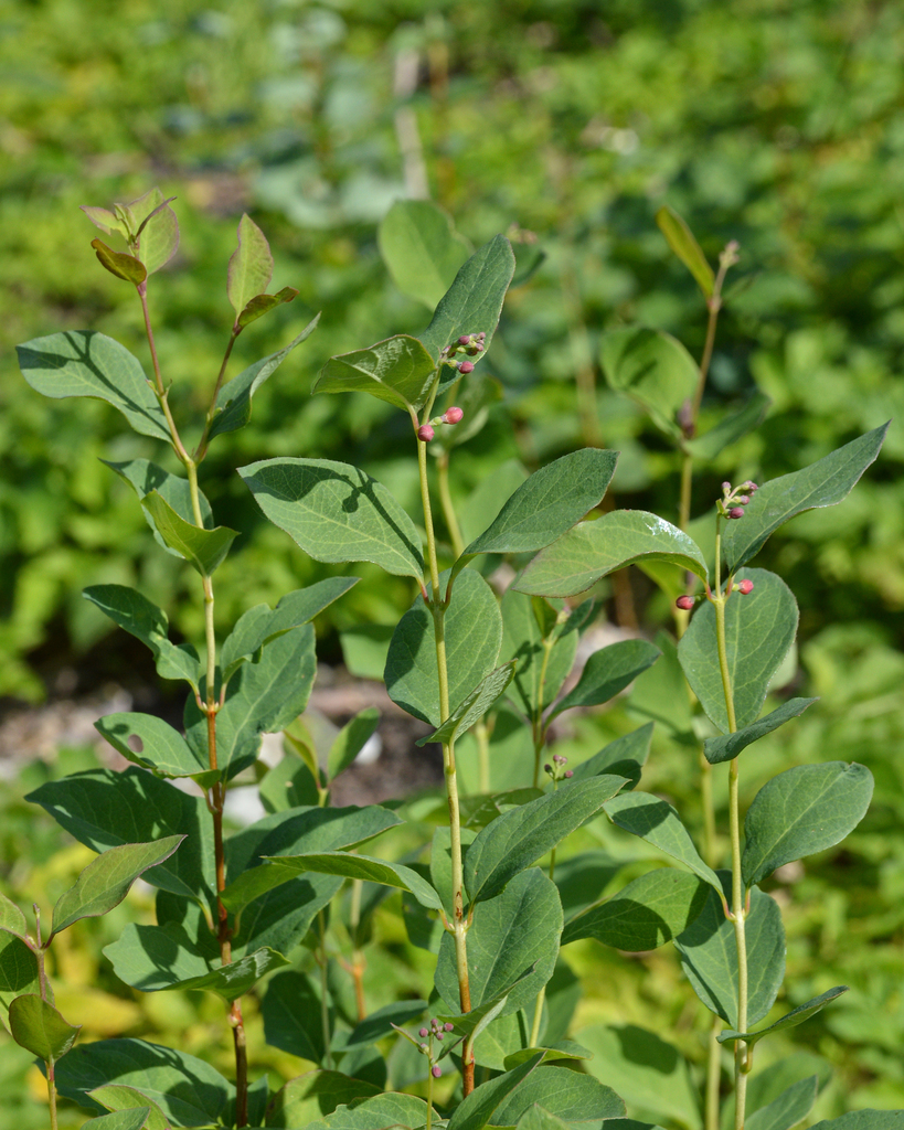 Common Snowberry (Plants of the Clifford Duncan Ute Learning Garden ...