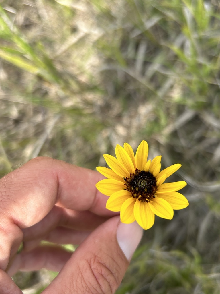 Stiff Sunflower from 365th Ave, Rockham, SD, US on August 23, 2024 at ...