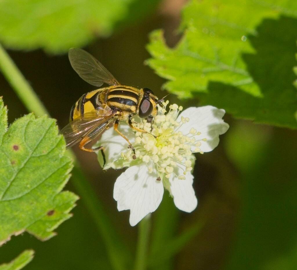 Sun Fly from 4280 Podkoren, Slovenia on August 23, 2024 at 01:25 PM by ...