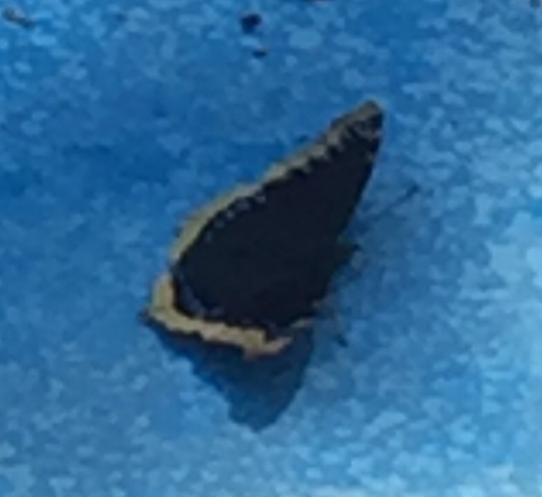 Nymphalis antiopa antiopa from Parque Hundido, Mexico City, CDMX, MX on ...