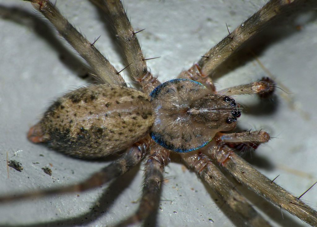 Sombrero Spider from Parnell, Auckland, New Zealand on July 4, 2016 at ...