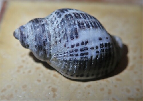 Angular Unicorn (China Cove Organisms) · iNaturalist