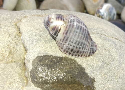 Angular Unicorn (China Cove Organisms) · iNaturalist